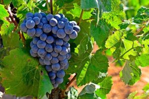 The Paintings of Joaquín Sorolla, plus Valencia’s Unsung Bobal Grape ...