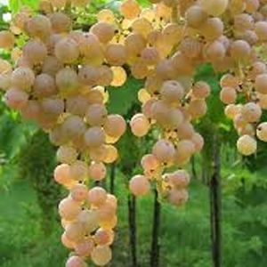 Veronese, the Elegant, Eloquent Sophisticate, and Soave, a Still, White ...