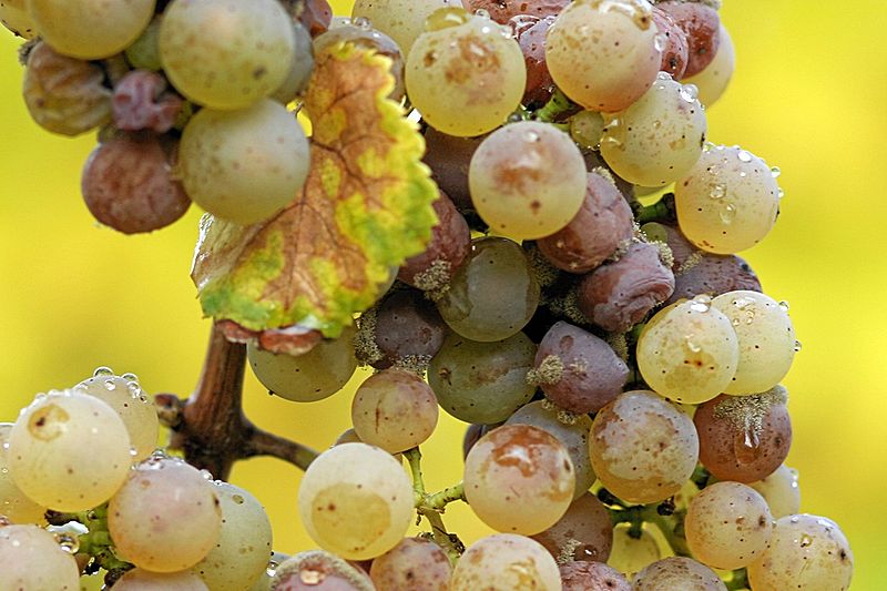 Painting’s Curious Color – Blue, and Wines of Noble Rot - Of Art and Wine