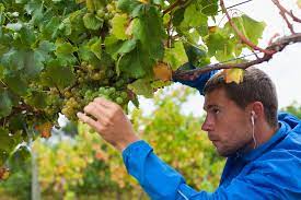 Painting’s Curious Color – Blue, and Wines of Noble Rot - Of Art and Wine